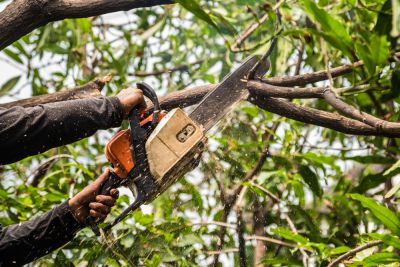Tree Limb Cutting Service - Local Professionals
